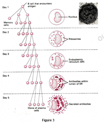 Clonal Selection Theory – Immunology