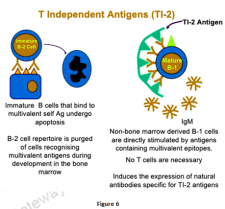 Clonal Selection Theory – Immunology