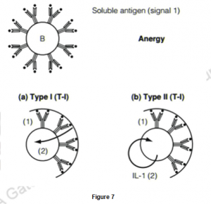 Clonal Selection Theory – Immunology