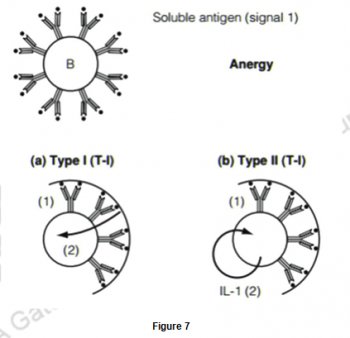 Clonal Selection Theory – Immunology
