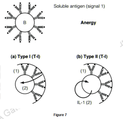 Clonal Selection Theory – Immunology