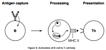 Clonal Selection Theory – Immunology