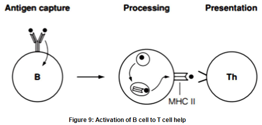 Clonal Selection Theory – Immunology