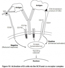 Clonal Selection Theory – Immunology