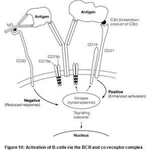 Clonal Selection Theory – Immunology