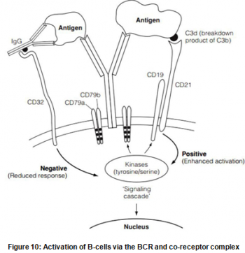 Clonal Selection Theory – Immunology