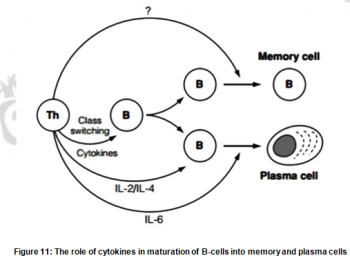 Clonal Selection Theory – Immunology