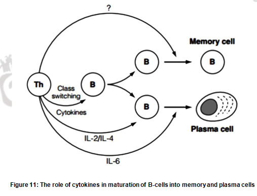 Clonal Selection Theory – Immunology
