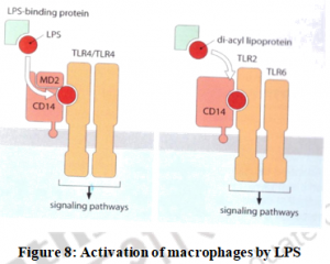 Types of Immunity: Innate and Acquired – Immunology