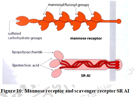 Types of Immunity: Innate and Acquired – Immunology