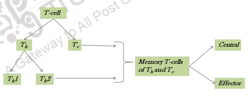 T-cell classes and functions – Immunology