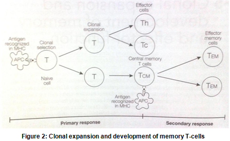 T-cell classes and functions – Immunology