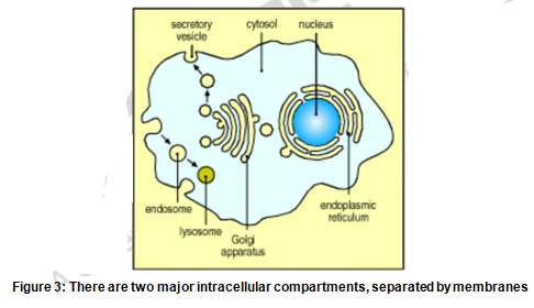 T-cell classes and functions – Immunology