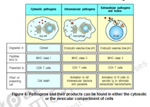 T-cell classes and functions – Immunology