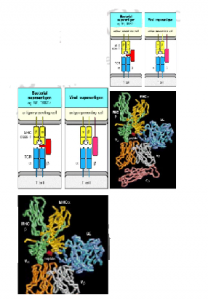 T-cell classes and functions – Immunology