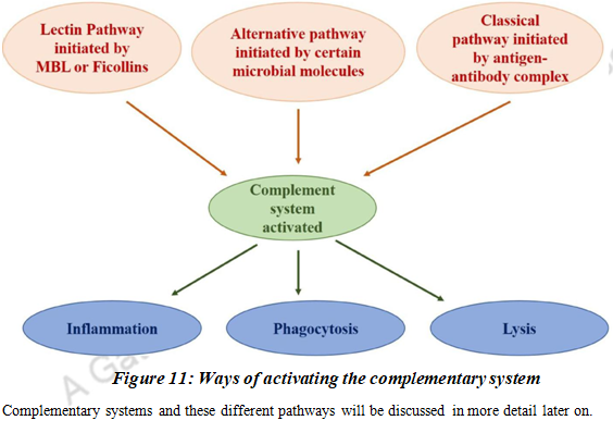 Types of Immunity: Innate and Acquired – Immunology