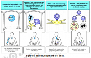 T-cell classes and functions – Immunology