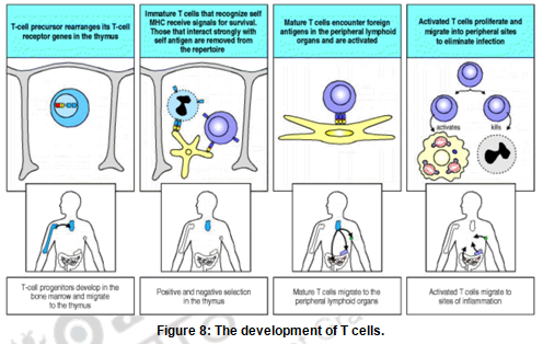 T-cell classes and functions – Immunology