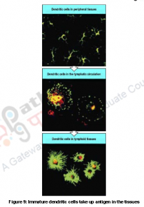 T-cell classes and functions – Immunology