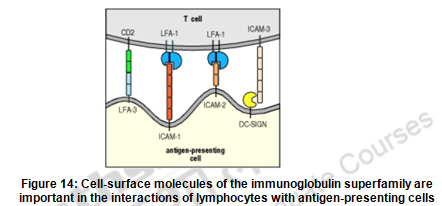 T-cell classes and functions – Immunology