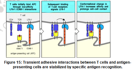T-cell classes and functions – Immunology