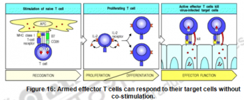 T-cell classes and functions – Immunology