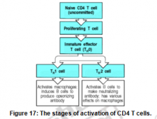 T-cell classes and functions – Immunology