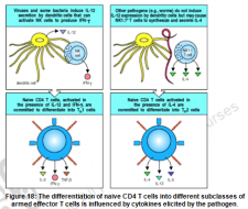 T-cell classes and functions – Immunology