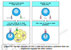 T-cell classes and functions – Immunology