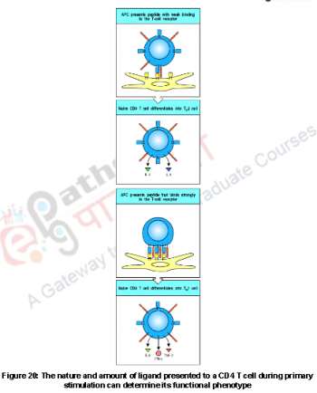 T-cell classes and functions – Immunology