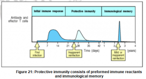 T-cell classes and functions – Immunology