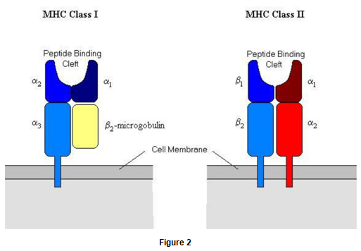 MHC Proteins and transplantation – Immunology