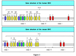 MHC Proteins and transplantation – Immunology