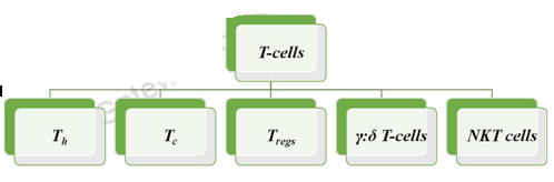 T-cell receptors – Immunology