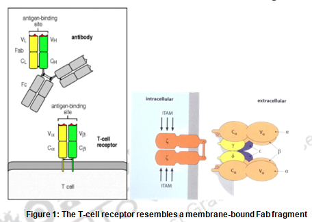 T-cell receptors – Immunology