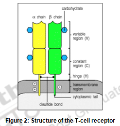 T-cell receptors – Immunology