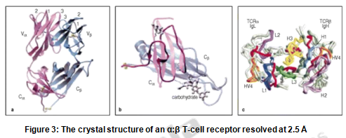 T-cell receptors – Immunology