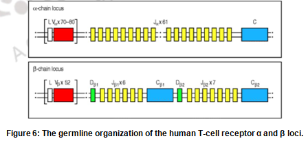 T-cell receptors – Immunology