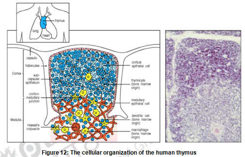T-cell receptors – Immunology