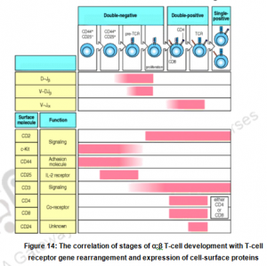 T-cell receptors – Immunology