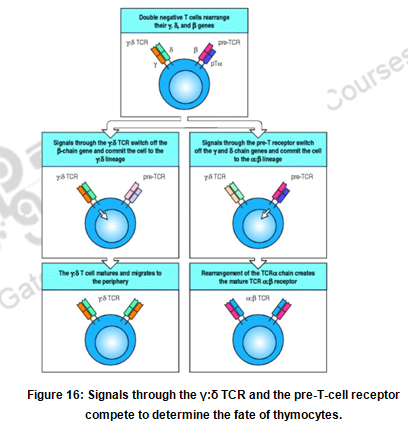 T-cell receptors – Immunology