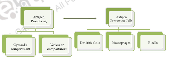 Antigen Processing – Immunology