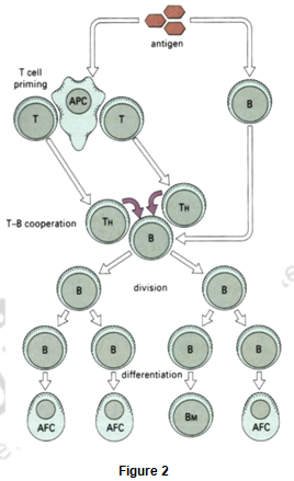 B-cell-T-cell co-opearation – Immunology