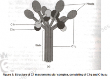 Complement System-I – Immunology