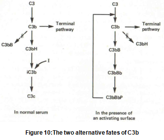 Complement System-I – Immunology