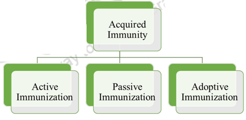 Types of Antigens and Immunization Procedures – Immunology