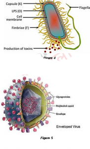 Types of Antigens and Immunization Procedures – Immunology