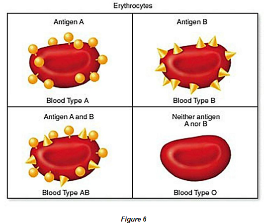 Types of Antigens and Immunization Procedures – Immunology