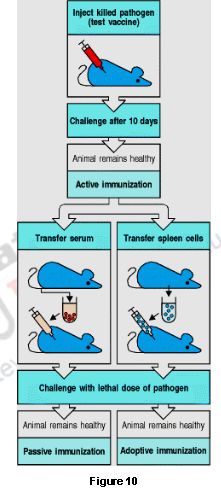 Types of Antigens and Immunization Procedures – Immunology