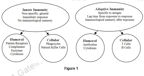 Humoral and Cellular Immunity – Immunology
